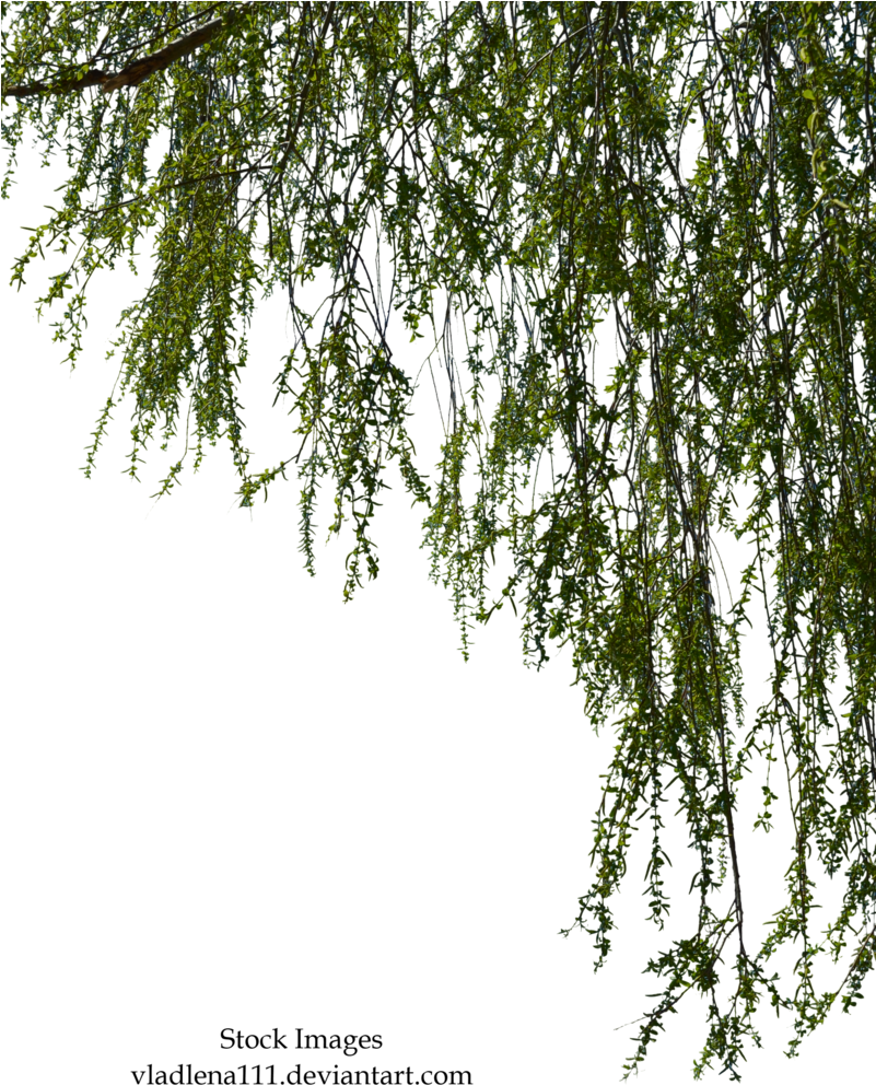 Download Transparent Images Pluspng Willow Image Free Library - Willow ...