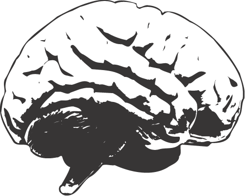 Download "brain" - White Brain Transparent Background PNG Image with No ...