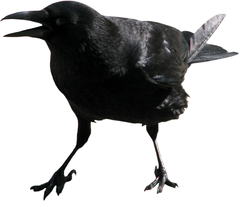 Crow Transparent Png Image - Transparent Crow - Free Transparent PNG ...