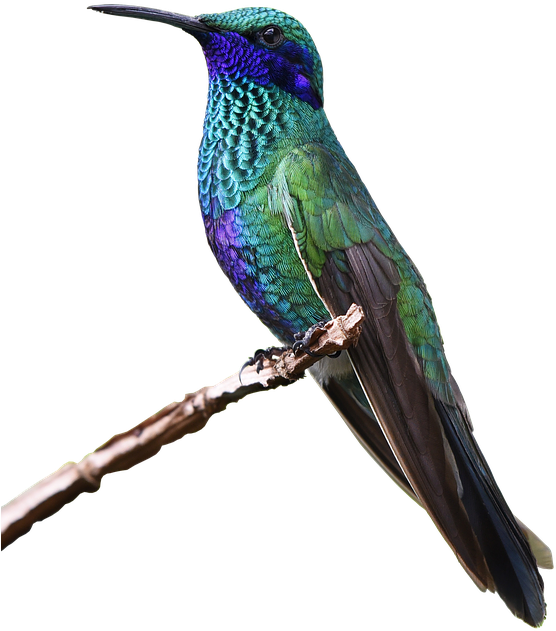 Download Bee Hummingbird PNG Image with No Background - PNGkey.com