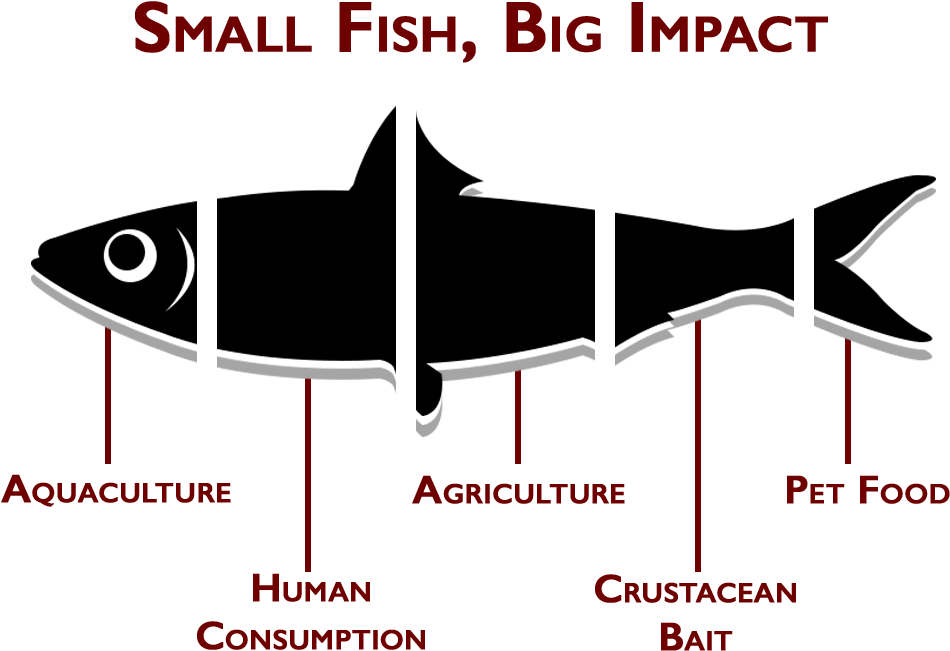 Download Million Pounds Of Forage Fish A Year Are Used Simply ...