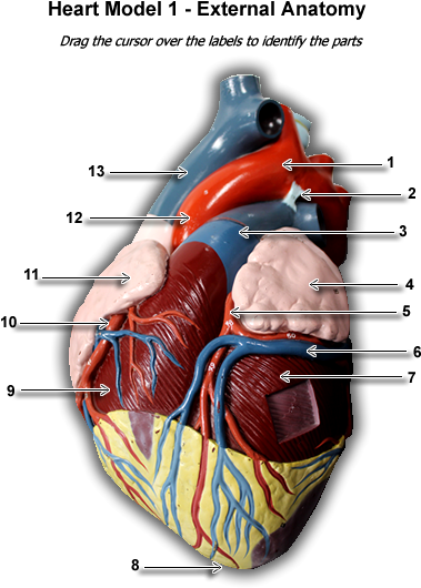External Anatomy - Diagram - Free Transparent PNG Download - PNGkey