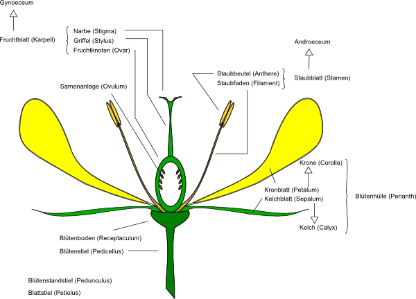Download How To Set Use Flower Anatomy Icon Png - Diagram Of A Daisy ...