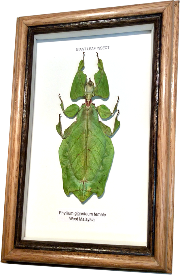 Download Wildwood Insects Framed Tropical Leaf Insect - Leaf Insects ...