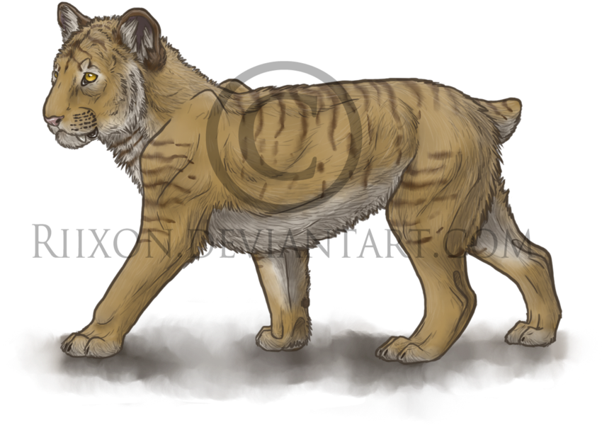 Smilodon Cub By Riixon On Deviantart - Saber Tooth Tiger Cub - Free ...