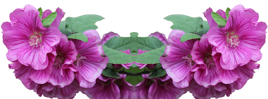 Download Lavatera, Shrub, Png, Plant, Flower, Pink, Foreground - Love ...