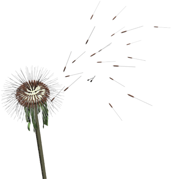 Dandelion - Free Transparent PNG Download - PNGkey