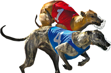 Download Slide2 - Greyhounds Racing Png PNG Image with No Background ...