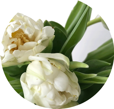 Download Flower-index Tulip - Flower PNG Image with No Background ...