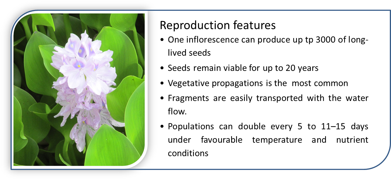 Download Water Hyacinth Has Special Characteristics That Give ...