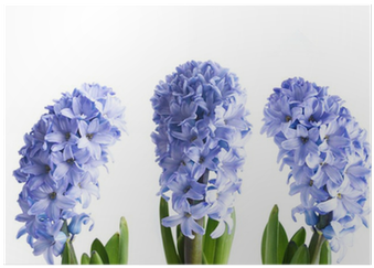 Hyacinth - Free Transparent PNG Download - PNGkey
