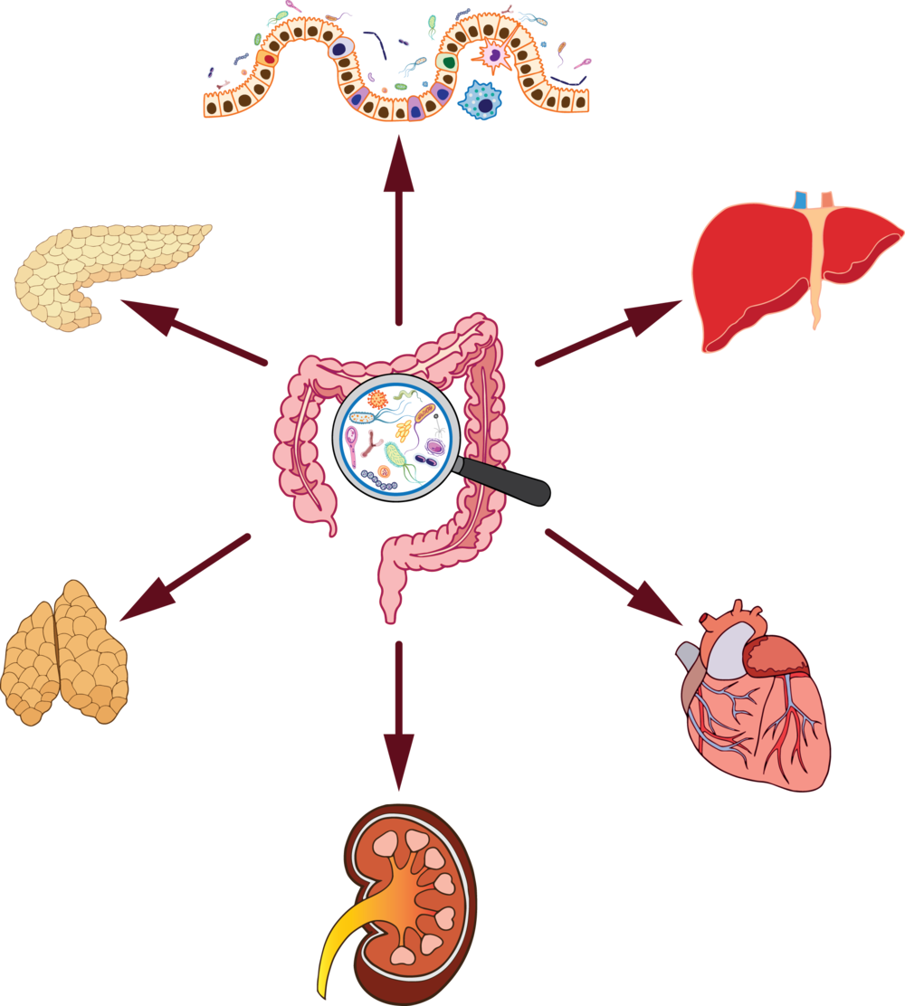 Download Gut Microbiome Organ Effect - Organ PNG Image with No ...