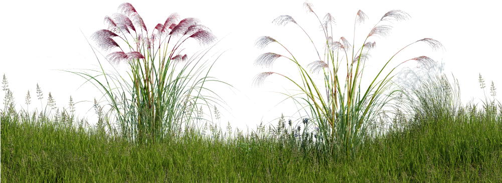 Download Sweet Grass PNG Image with No Background - PNGkey.com