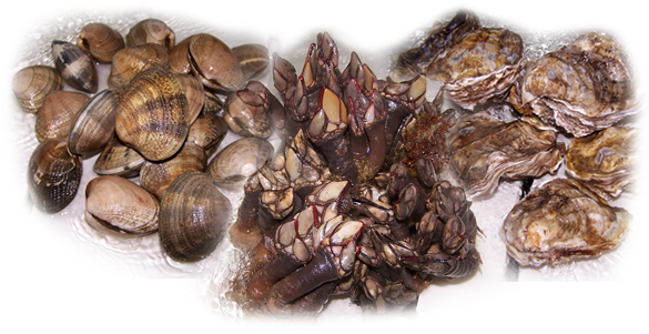 Download Spide Marisco - Mussel PNG Image with No Background - PNGkey.com