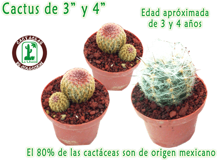 Cactus La Union Cactus La Union - Flowerpot - Free Transparent PNG ...
