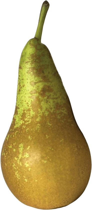 Download Bosc Pears 3 Units - Paron, Arkansas PNG Image with No ...