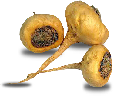 Maca - Plant And Their Uses - Free Transparent PNG Download - PNGkey