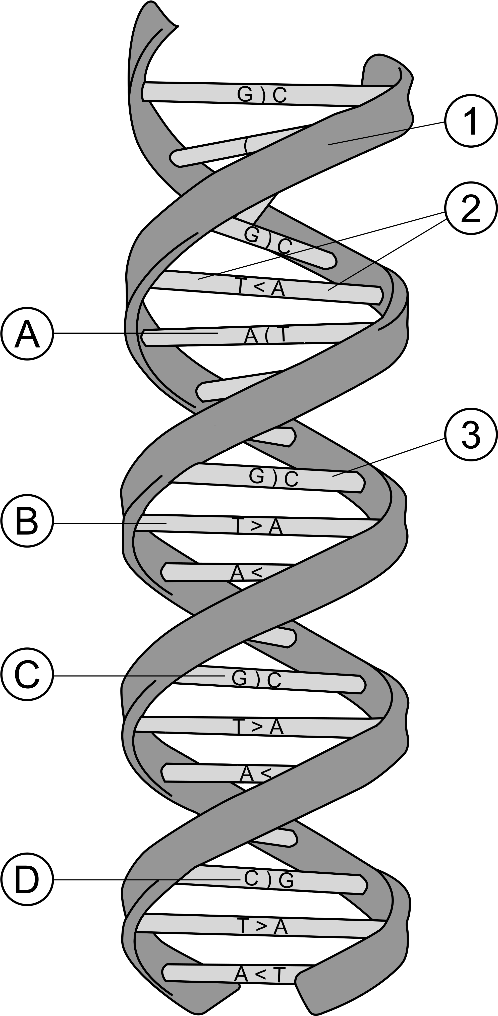 Dna Clipart Svg - Structure Of D Dna - Free Transparent PNG Download ...
