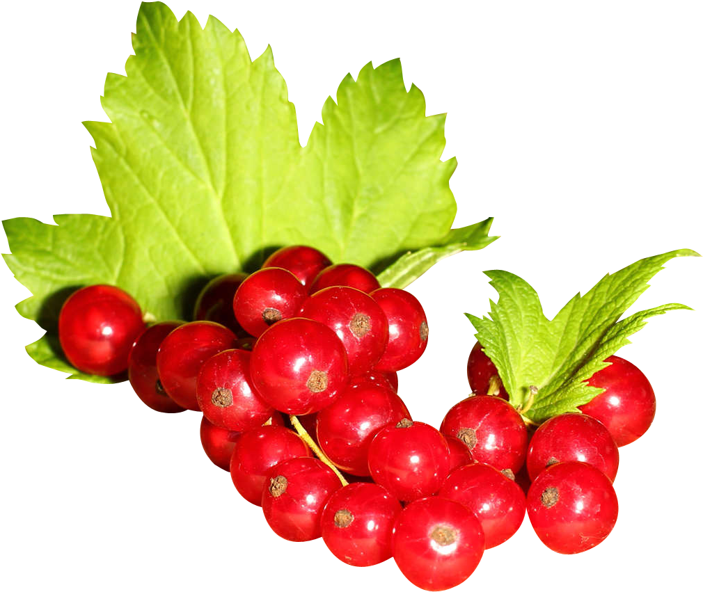 Download Red Currant Png PNG Image with No Background - PNGkey.com