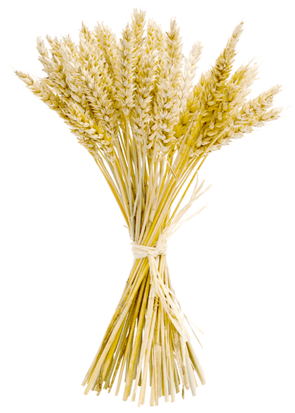 Download The Fibre Concentrate - Dietary Fiber PNG Image with No ...