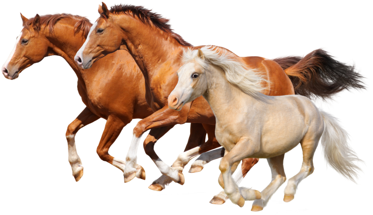 Horses Galloping - Let's Learn About...horses! By Cheryl Shireman ...
