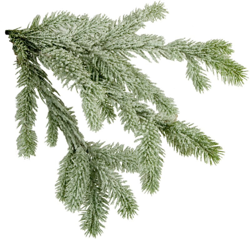 Download Pine Tree Branch Png Download - X Mas Tree Branch PNG Image ...