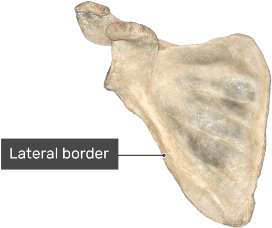 Anterior Scapula Bone With Labeled Lateral Border - Scapula Anterior ...