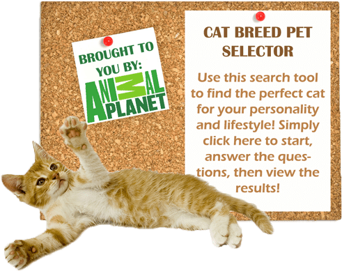 Download Cat Breed Pet Selector - Animal Planet PNG Image with No ...