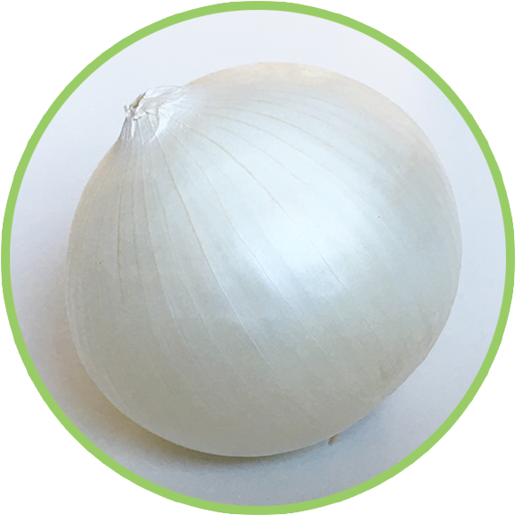 Download White - Onion PNG Image with No Background - PNGkey.com