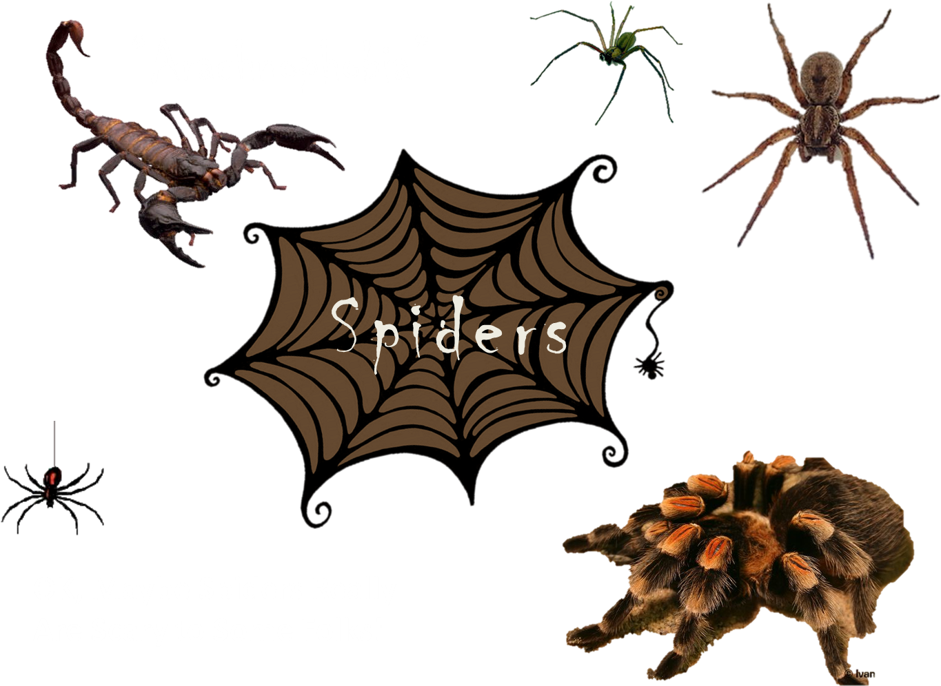 Spider Collage - Collage - Free Transparent PNG Download - PNGkey