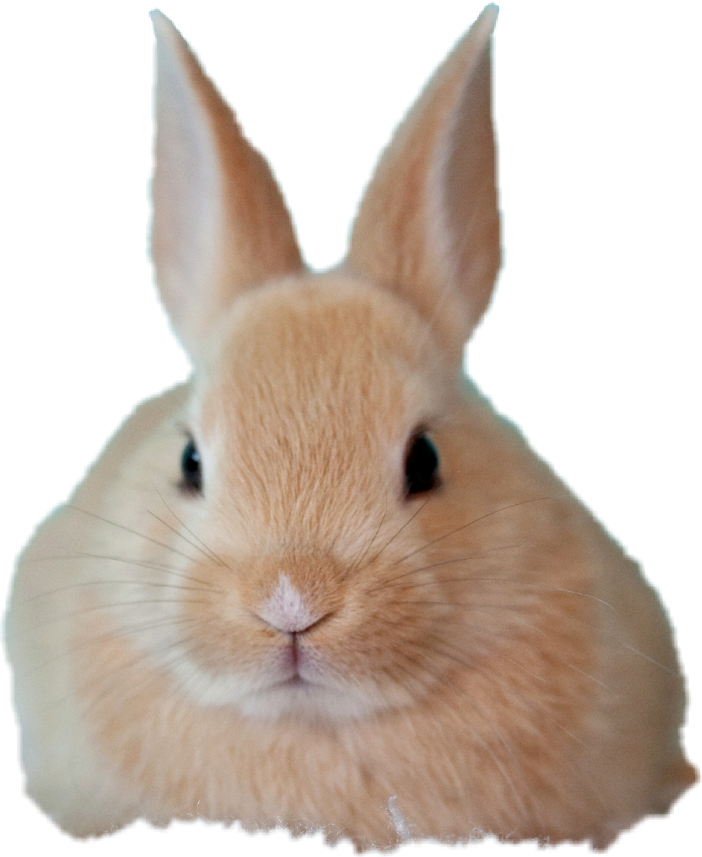 Download Babybunny Freetoedit Baby Bunny Babybunny Picsart Brus ...