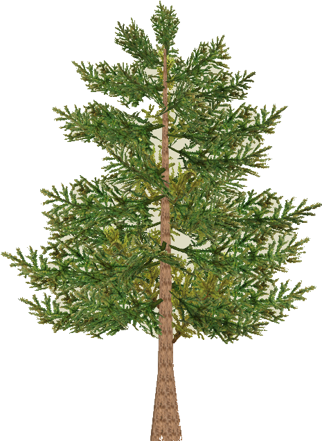 Download Pine Tree Branch Png Download - Red Pine PNG Image with No ...