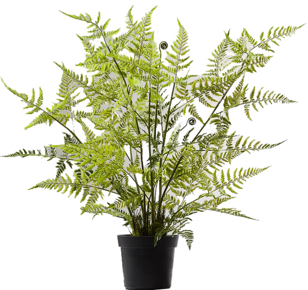 Download Potted Tree Fern PNG Image with No Background - PNGkey.com