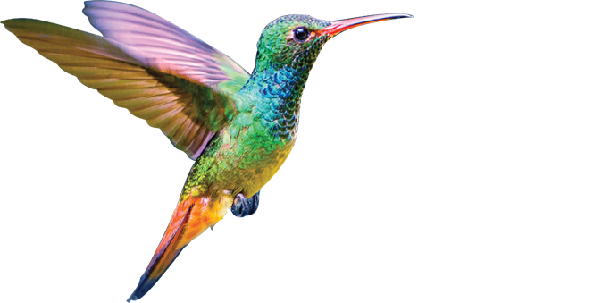 Colibri Png - Ruby-throated Hummingbird - Free Transparent PNG Download ...