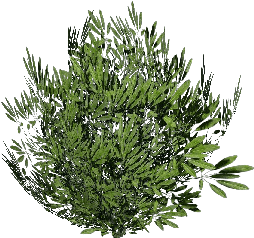 Cespuglio Png