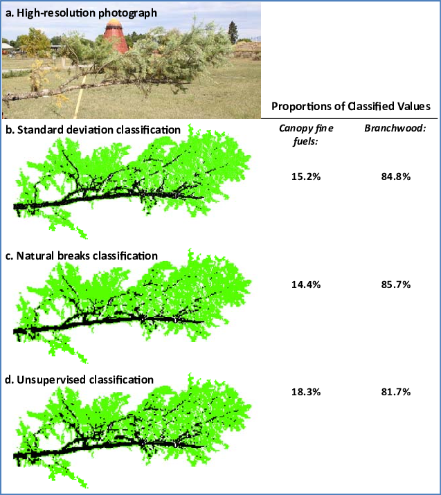 Download Classification Of A Douglas Fir Branch Into Intensity - Tree ...