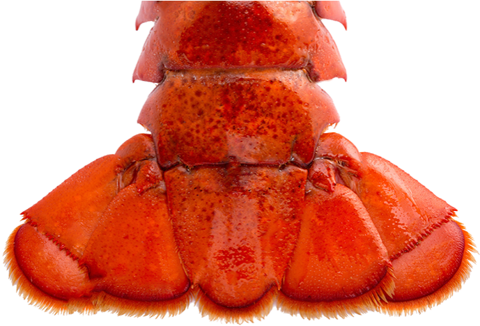 Download Lobster Tail - Lobstah Tales PNG Image with No Background ...