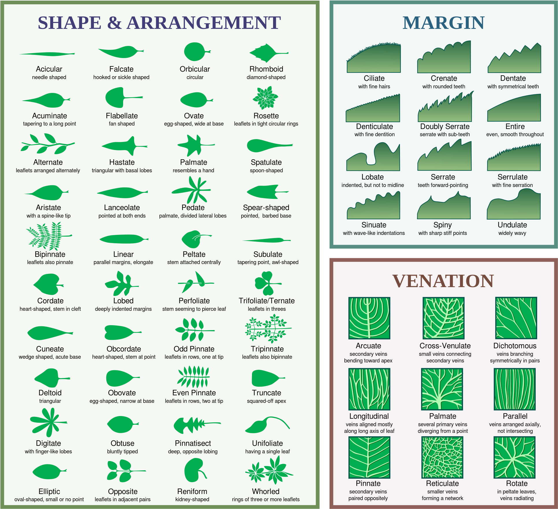 Download Leaf Morphology - Different Type Of Leaves With Names PNG ...