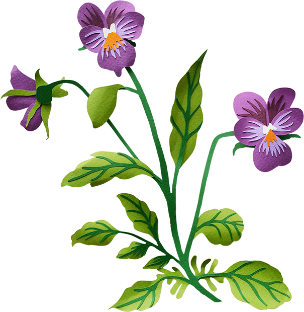 Download Pansy - Pansy Transparent Background PNG Image with No ...