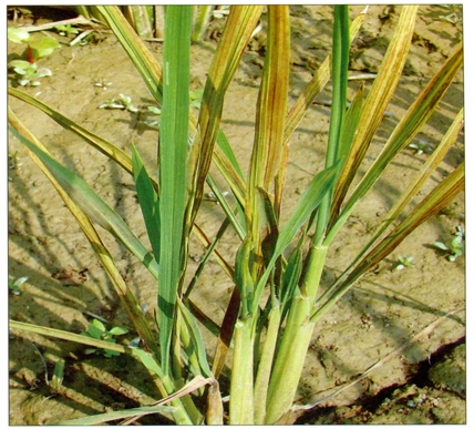 Download Rice Zinc3 - Zinc PNG Image with No Background - PNGkey.com