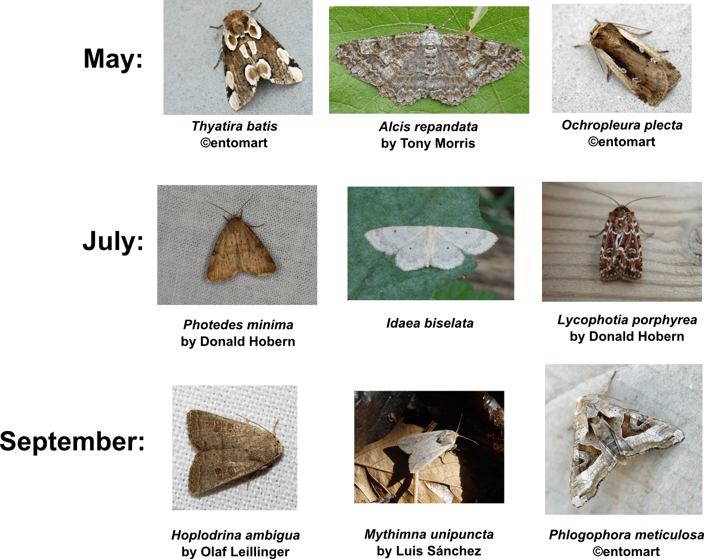 Download In The Figure Below You See The 3 Moth Species That - Bats ...