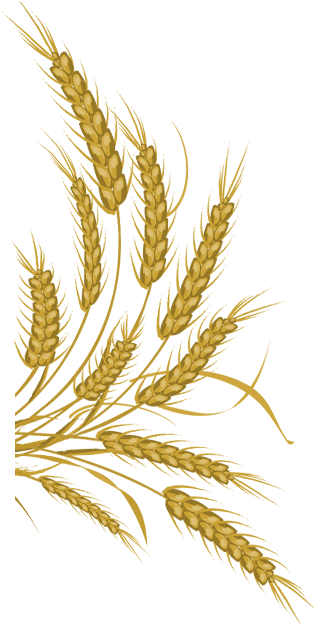 Wheat Png Download - Wheat Vector Free Download - Free Transparent PNG ...