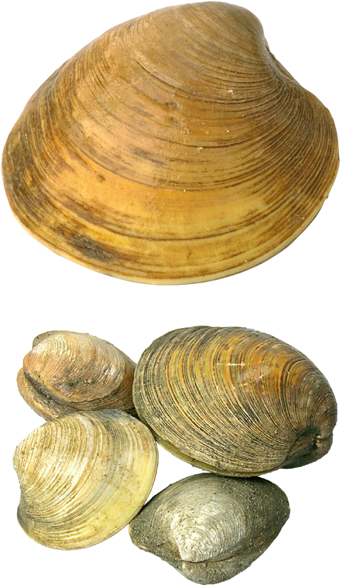 Transparent Pictures Of Seashells - Free Transparent PNG Download - PNGkey