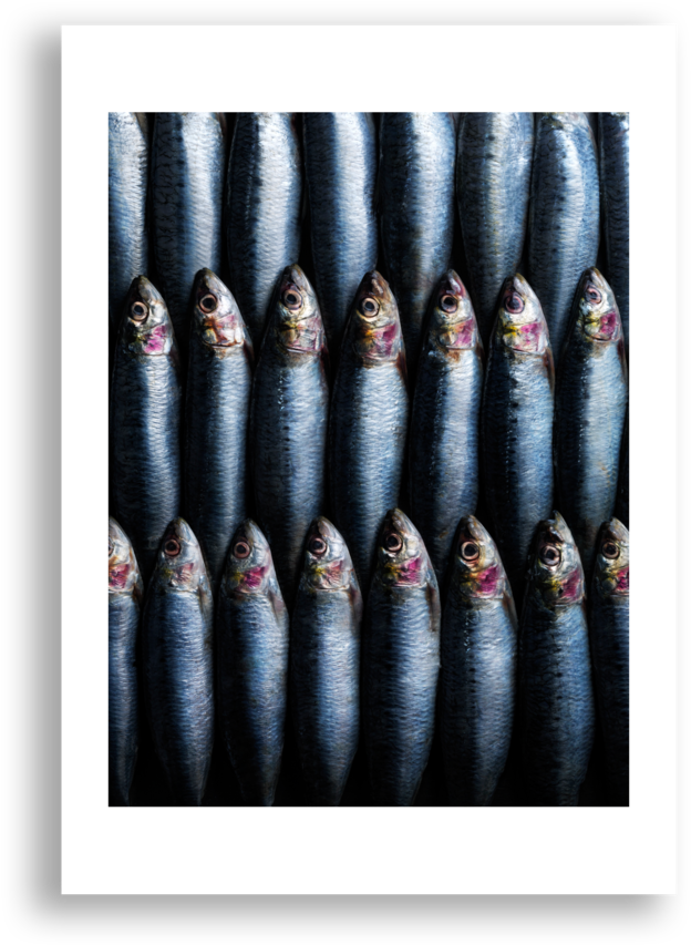 Download Sardines PNG Image with No Background - PNGkey.com