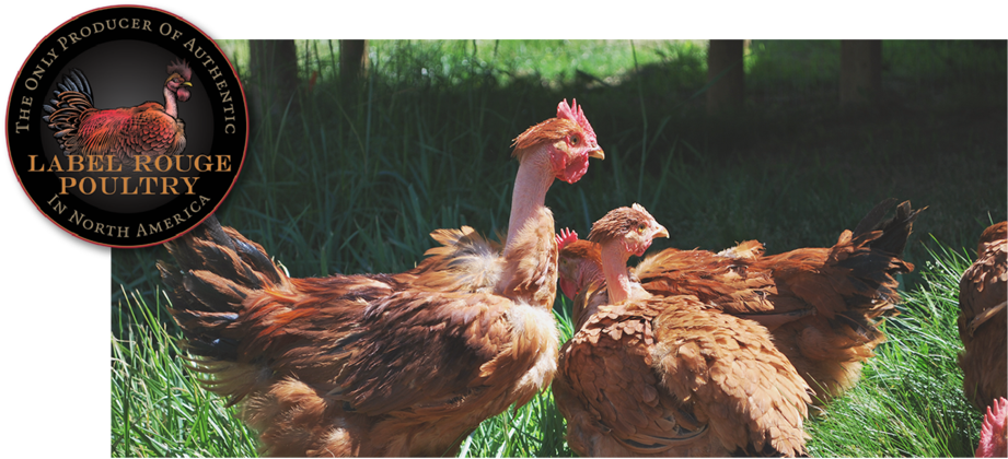 Download 1 Whole Poulet Rouge Fermier™ Chicken From The Carolina ...