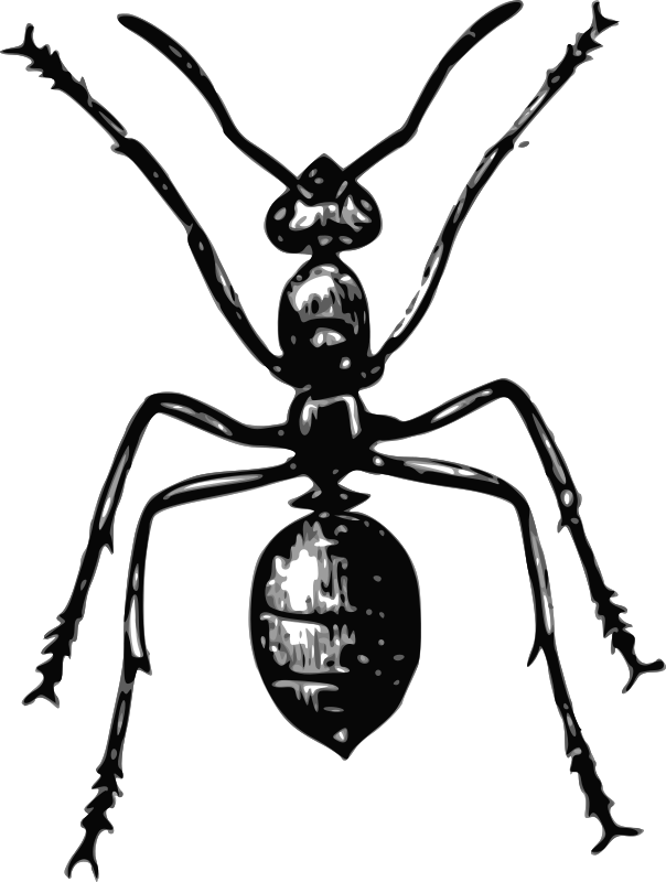 Download Drawing Hormiga 80 - Ants [book] PNG Image with No Background ...