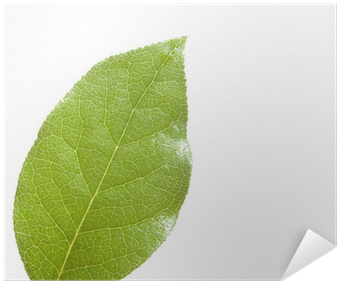 Download Plane-tree Family PNG Image with No Background - PNGkey.com