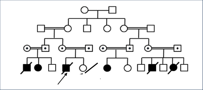 Pedigrees Of The Family Black Symbol Indicate Affected - Diagram - Free ...
