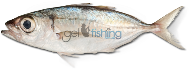 Bigeye Scad - Purse Eyed Scad Fish - Free Transparent PNG Download - PNGkey