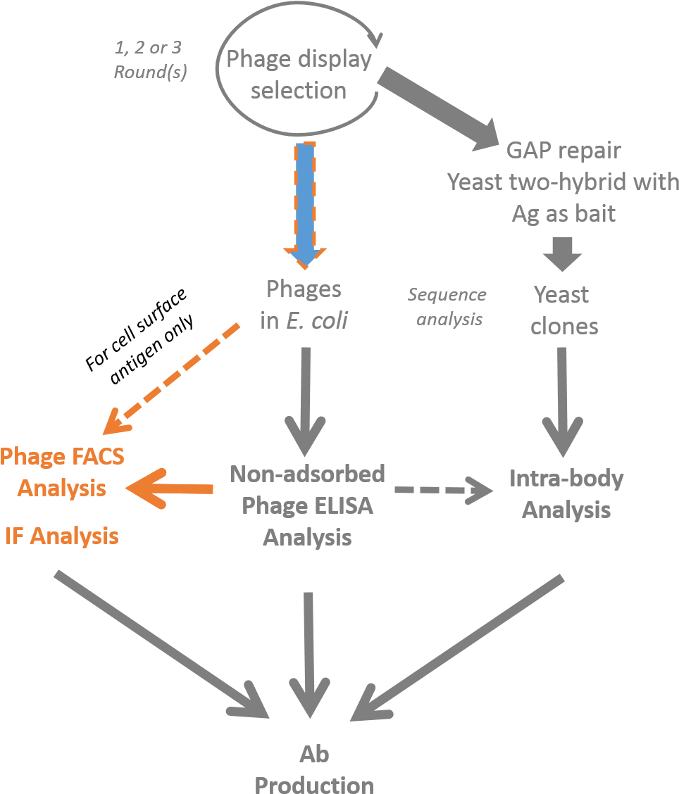 Download Antibody Phage Display Selection & If/facs Validation ...